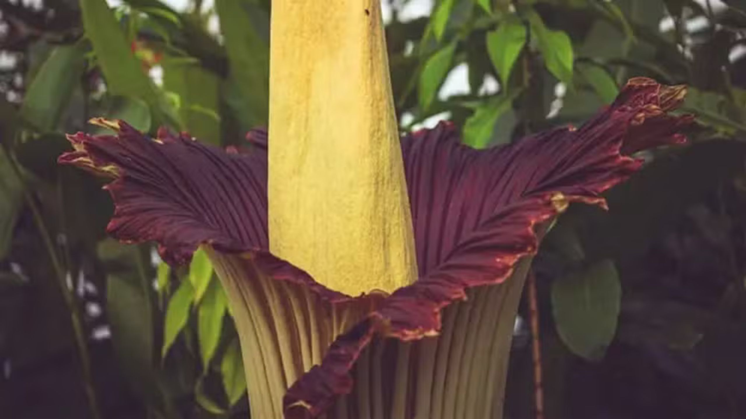 A planta "fétida" que fascina multidões ao florescer