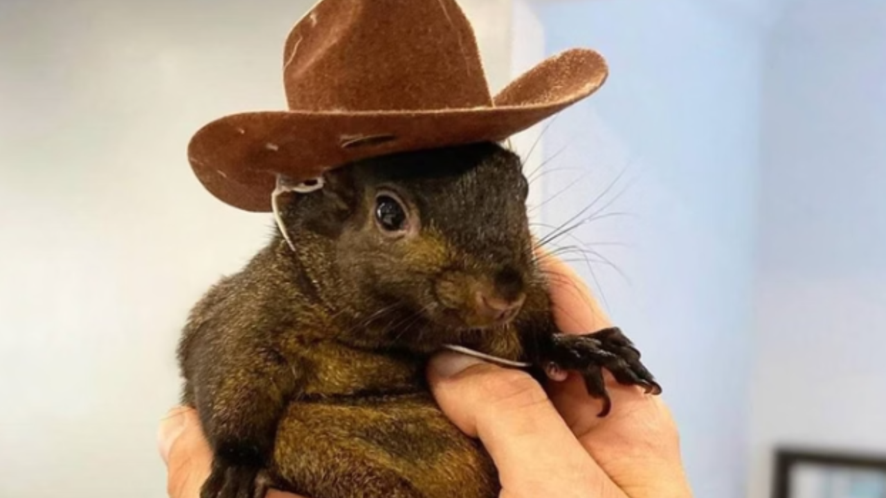 Esquilo influencer é sacrificado por agentes ambientais nos EUA - O Hoje