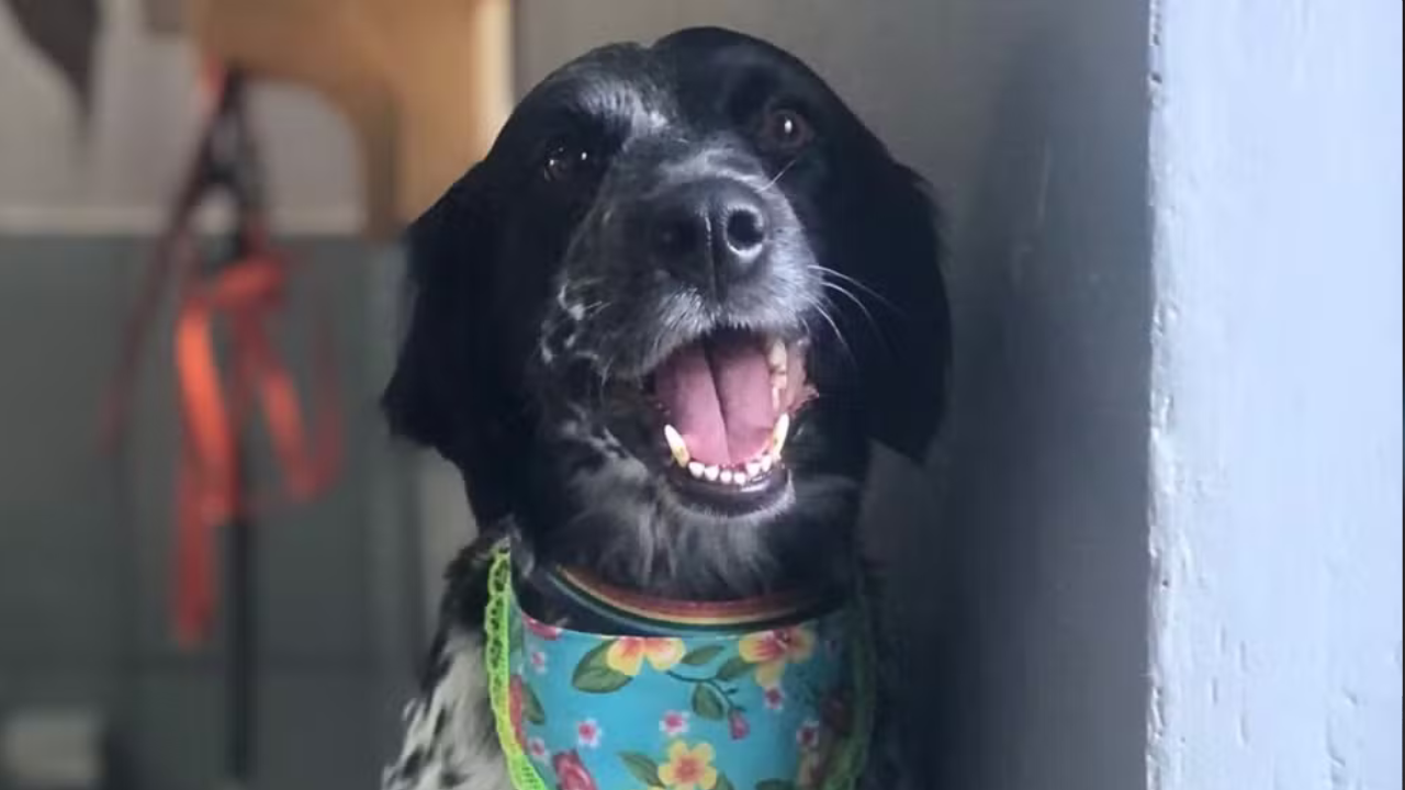 Cadela morre enforcada em pet shop e família pede justiça em Goiás