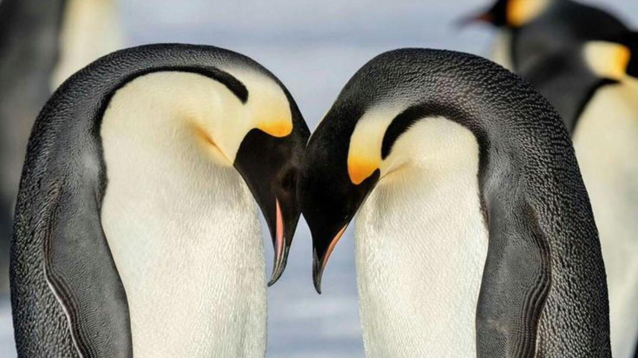 Dia da Conscientização do Pinguim