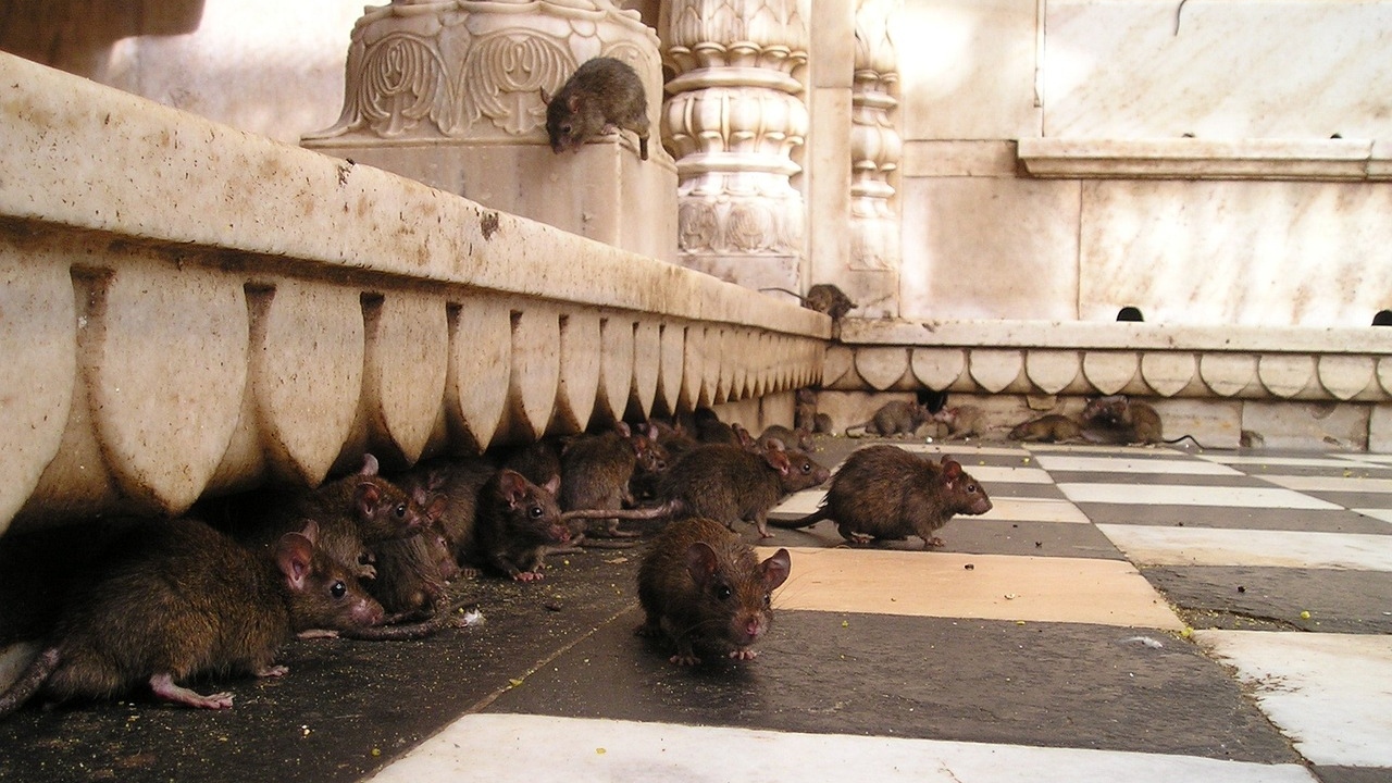 Mudanças climáticas e a revolução dos ratos nas cidades - O Hoje