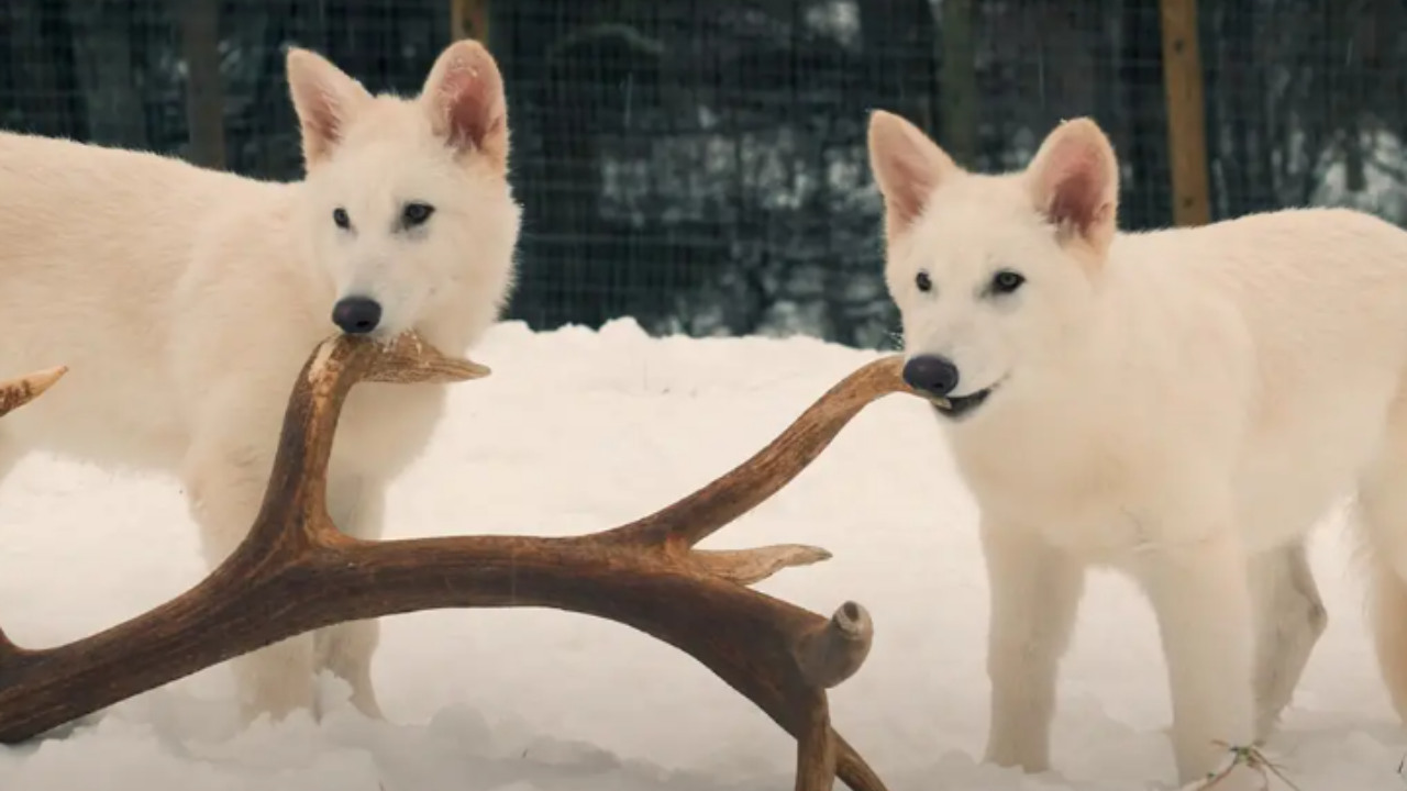 Após anúncio da volta dos lobos-terríveis, cientistas questionam ...