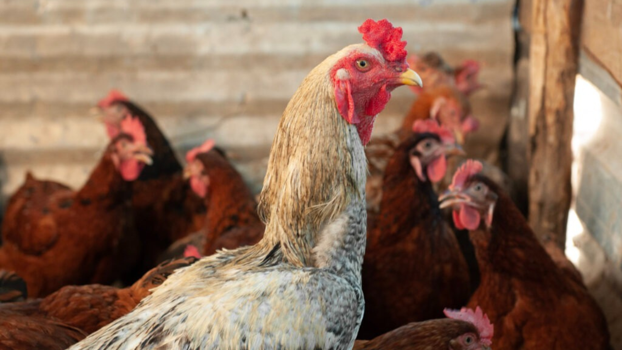 Primeiro caso de gripe aviária é confirmado em criação de galinhas no ...